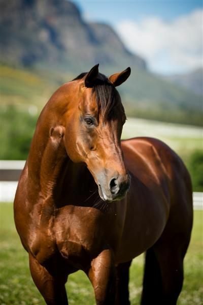TRIPPI TRIO TO DOMINATE THE GRADE 3 LABELO 1000 Metres - R250 000 ...