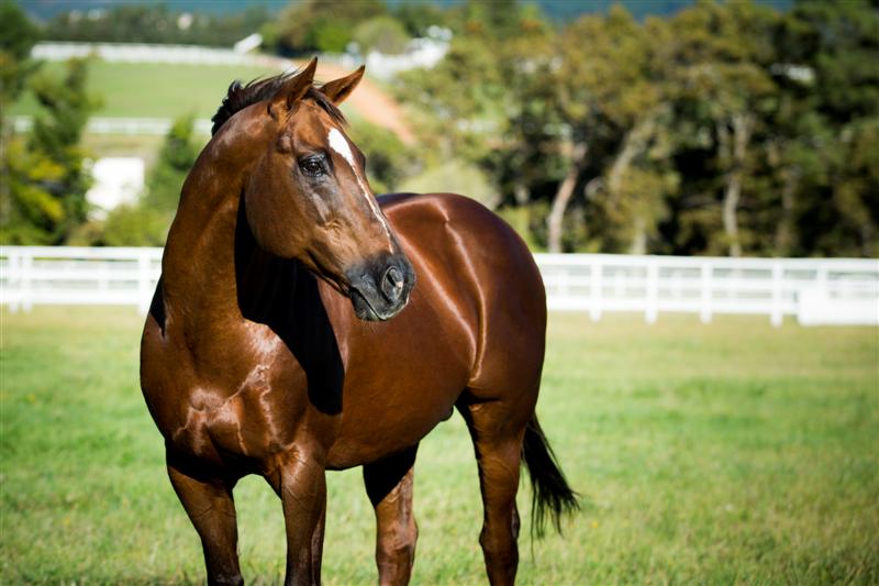 TRIPPI STAYS ON TOP - SAHorseracing.COM - South African Horseracing and ...