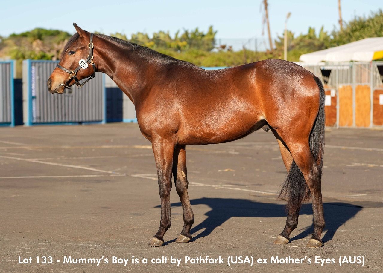 Henman Stud - KZN Yearling Sales Draft 2025 - SAHorseracing.COM - South ...