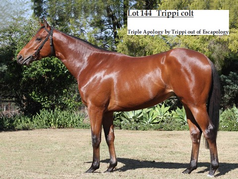 AMBLEWAY READY TO RUN HORSES 2013 - SAHorseracing.COM - South African ...