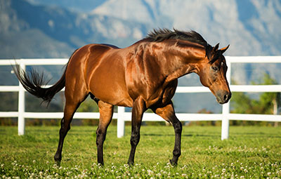 TRIPPI-SOUTH AFRICA’S CHAMPION SIRE FOR 2015-2016 - SAHorseracing.COM ...